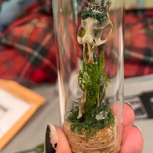 Crown Bone Jar Terrarium Rodent Skull and Bones Natural Stones - Etsy
