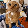 Brunhilde Vikings Valkyries Wagner Opera Hats for Cats - Etsy Canada