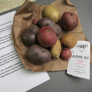 Wolf Bean Lupine Lupini Bean Packet Flower & Vegetable | Etsy