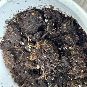Votaniki John Peed Caladium Perennial Caladium Bulbs for Planting, Red ...