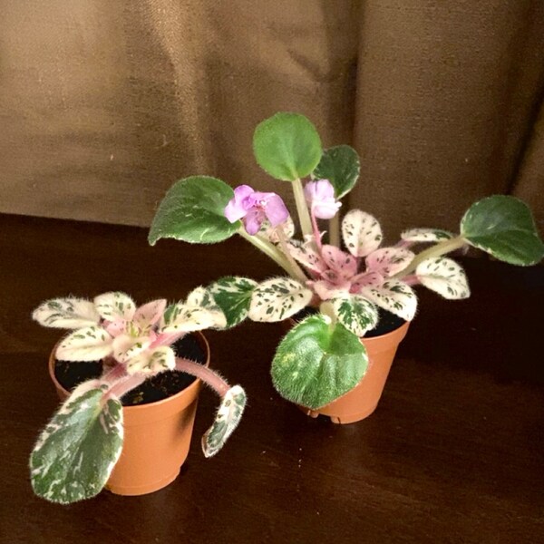 Dendrobium Dawn Maree X Peng Seng Not in Bloom - Etsy