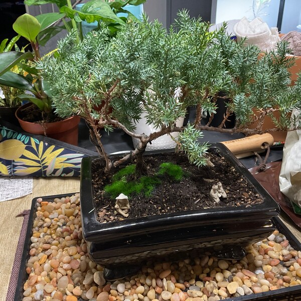 6 Mudmans, Miniature Mud Mans Figurine for Bonsai - Etsy