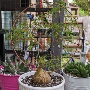 Twisted Copper 8 Inch Hoop Trellis Floral Moon Trellis Flower Hoya ...