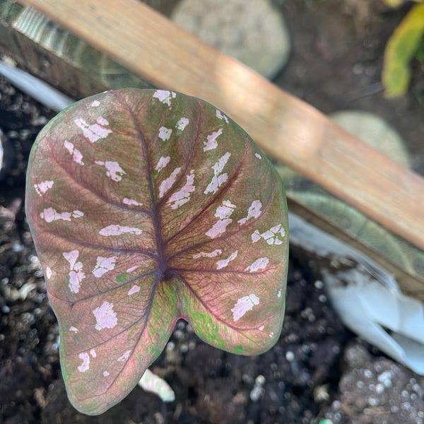Caladium 'flatter Me' Size 2 2 Bulbs New Crop 2024 - Etsy