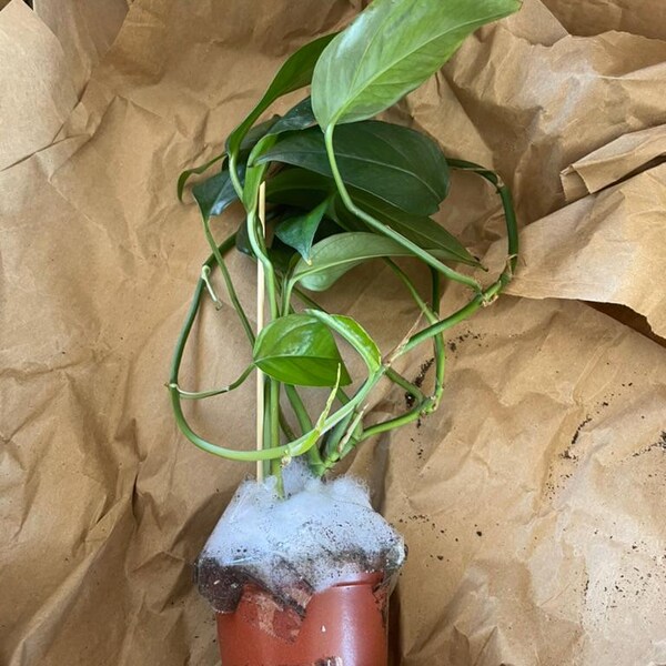 Green Mica and Pink Tourmaline Sphere With Great Color and Sparkle 55 ...