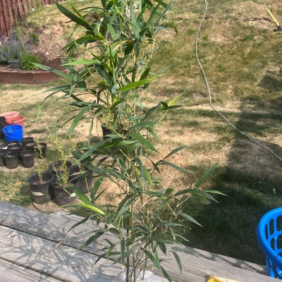 Red Temple Bamboo / Narihira Bamboo Semiarundinaria Fastuosa 1 Gallon ...