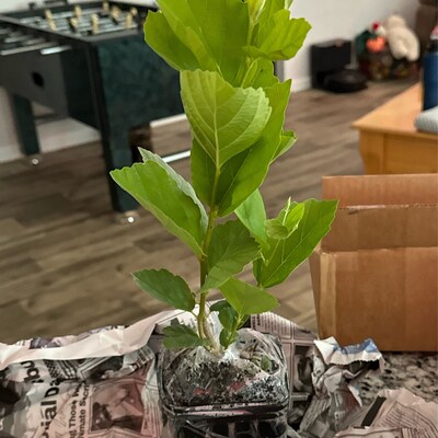 Chinese Elm Quart Container - Etsy