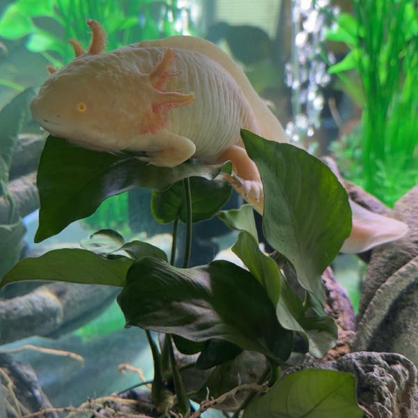 Chinaberry Tree, Pride of India, Bead-tree, Cape Lilac, Persian Lilac ...