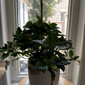 Organic Emperor Lychee Live Plant Litchi Chinensis 1 Live Plant Hybrid ...