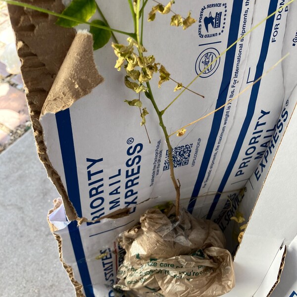 Bruce Canistel Seedling Egg Fruit Pouteria Campechiana Zapote Amarillo ...