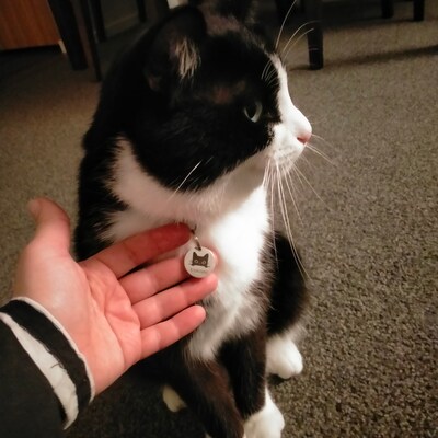 Tiny 20mm Cat Kitten ID Tags Laser Engraved, Stainless Steel Available ...