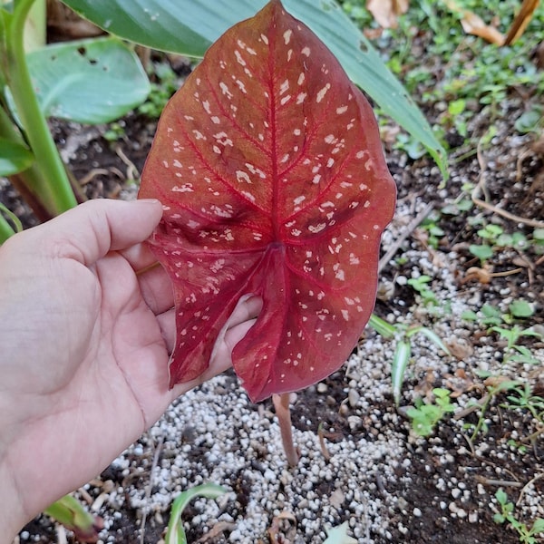 Caladium 'allure' Size #2 (2 Bulbs) **new Crop 2025 ***in Stock Now ...
