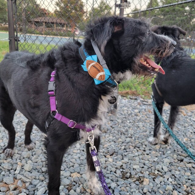 Welcome To Doogie Couture by DoogieCouture on Etsy