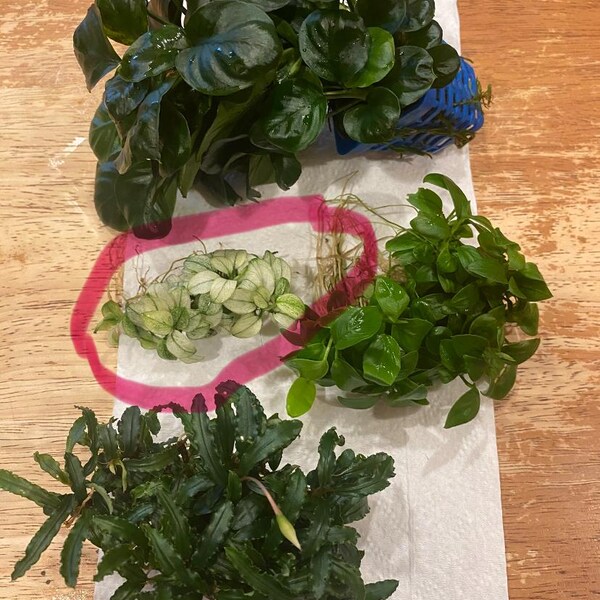 Java Fern 'petite' (microsorum Pteropus) Mat - Live Aquatic Plant for ...