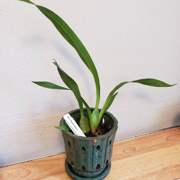 Onc. Heaven Scent 'redolence' -- Sharry Baby Improved EZ Grow ...