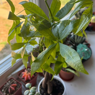 Neon Pothos Live Plant 6 Hanging Basket - Etsy