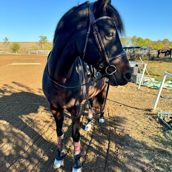 Cavalon Full Cheek Soft Leather Snaffle Bit - Etsy