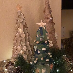 Bahamas Sunrise Tellin Shell I Pink Striped Seashells I Pink | Etsy