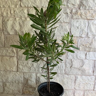 ONE Protea Brenda Live Rooted 1gal Potted Plant - Etsy