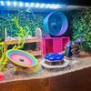Aquarium Cave Tree Log Fish Tank Aquarium Decor Hide Cichlid Cave Kuhli ...
