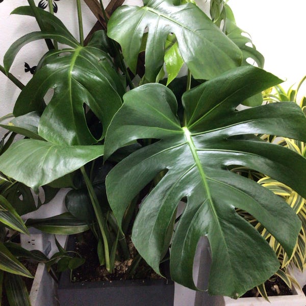 Mican Philodendron Velvet Leaf Philo Indoor & Outdoor Live Tropical ...
