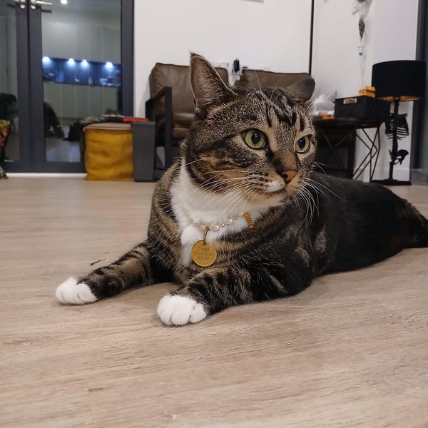 Gold Cat Collar,real Pearl Cat Necklace,beaded Small Dog Collar,luxury ...