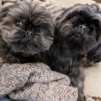 Harris Hawk Metal Wall Plaque With Stunning Fractal Art Design - Etsy UK