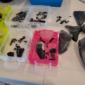 Make Yer Own Shark Art Kit Reef Shark - Etsy