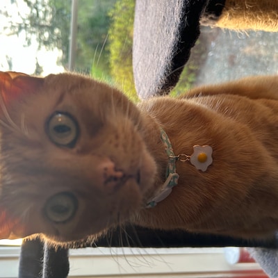 Strawberry Cat Collar Strawberry Kitten Collar Strawberry Collar ...