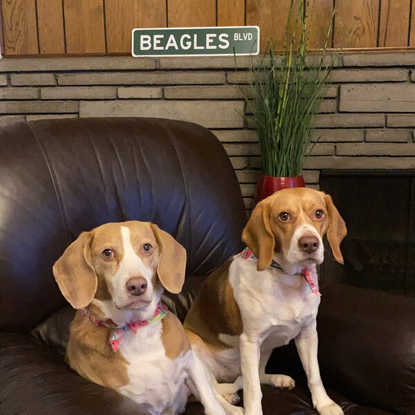 Beagle, Beagle Gift, Beagle Sign, Beagle Lover Gift, Beagle Decor ...