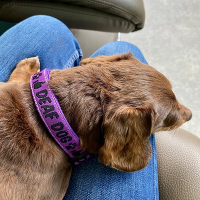 Purple Deaf Dog Collar Clip Style Purple Small Medium Large - Etsy
