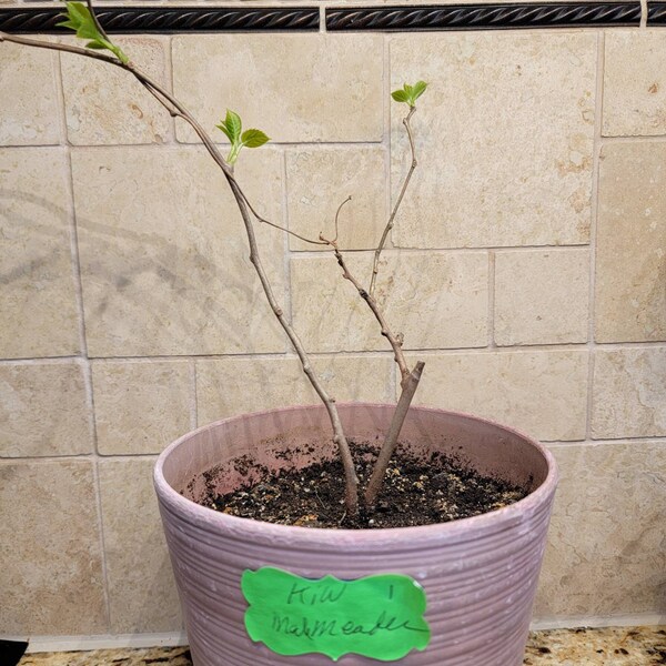 5 Verdone Strawberry Fig Stem Cuttings Green Outside Red Inside SC ...