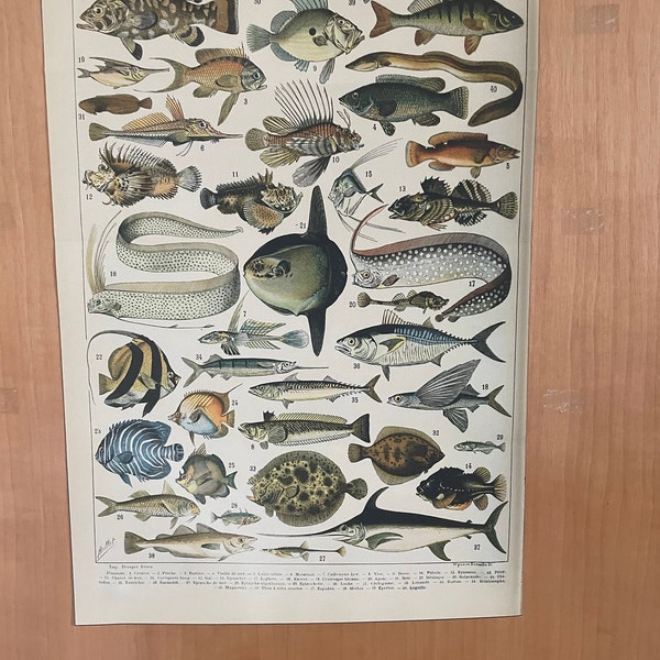 Vintage Wall Posters Animals and Insects Wall Pictures Mushrooms Canvas ...