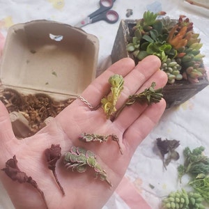 3 Large Blue Chalk Sticks Cuttings Senecio Mandraliscae - Etsy