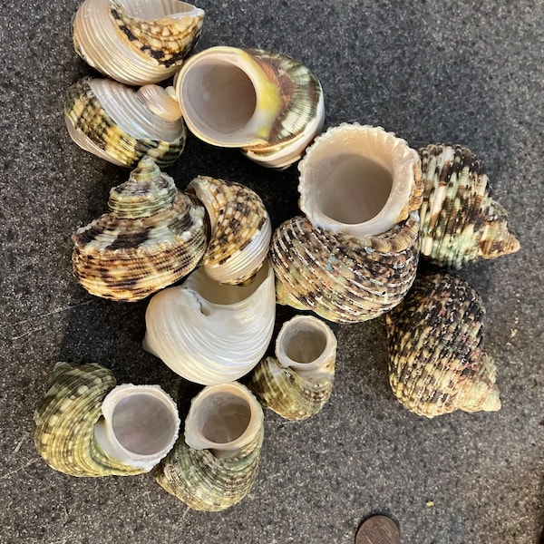 10 Hermit Crab Changing Shell Set Deluxe Turbo Shells Medium Size (1 1/ ...