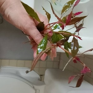 Alternanthera Reineckii var 'roseafolia' BUY3GET1FREE Live Aquarium ...