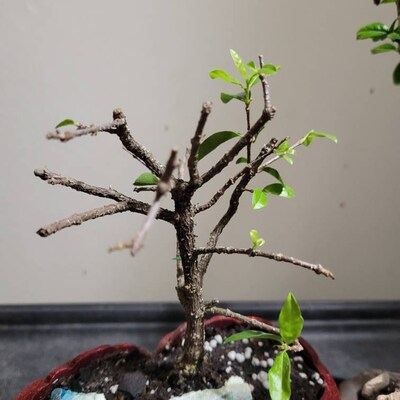 Dwarf Mini Weeping Cherry Bonsai Tree That Flowers 3x a Year and Fruits ...