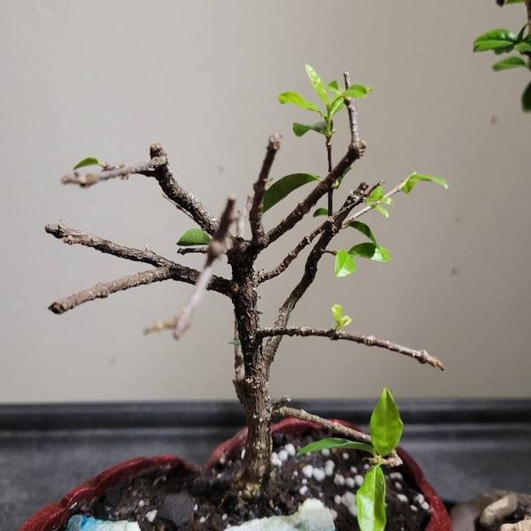 Dwarf Mini Weeping Cherry Bonsai Tree That Flowers 3x a Year and Fruits 3x a Year. Yes You Can ...