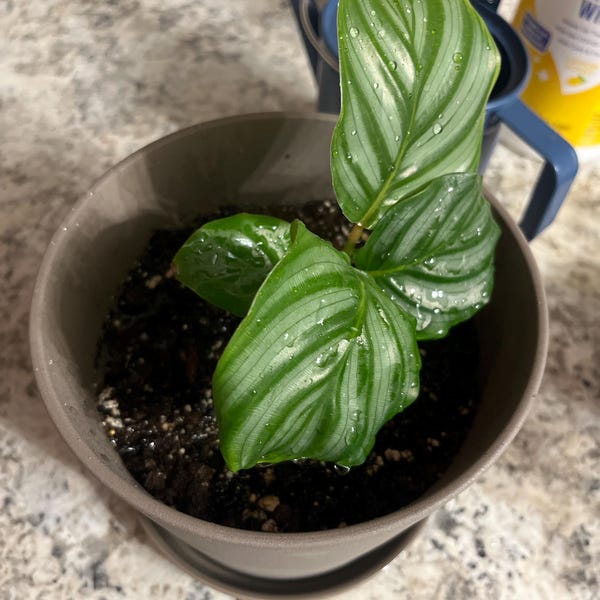 Calathea Orbifolia Starter Plant: Round Foliage Tropical Plant (***all ...