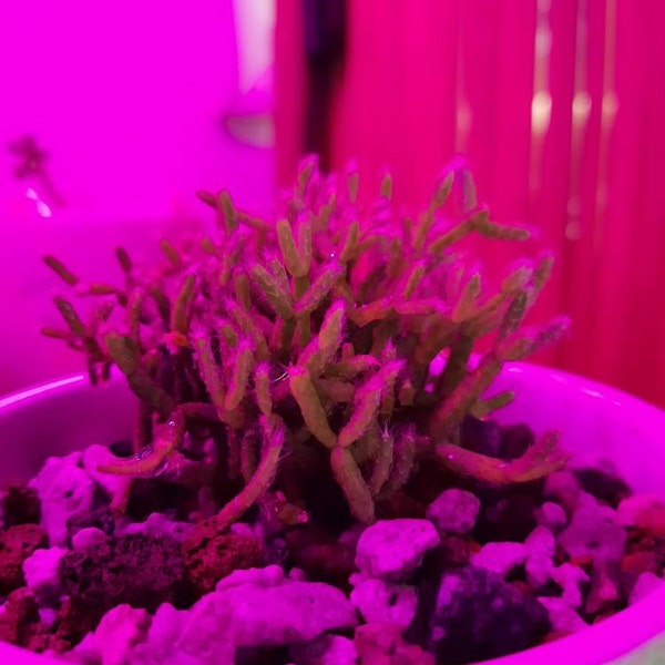 Dancing Bones Cactus | 2 Inch | Rhipsalis Salicornioides | Live ...
