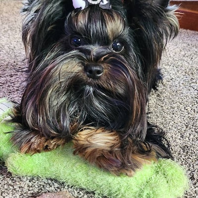 Petite Dog Bows,small Dog Hair Bows,pigtail Bows for Dogs,bows for ...