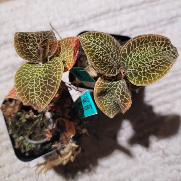 Large Size Jewel Orchid, Ludochilus 'sea Turtle', Live House Plant ...