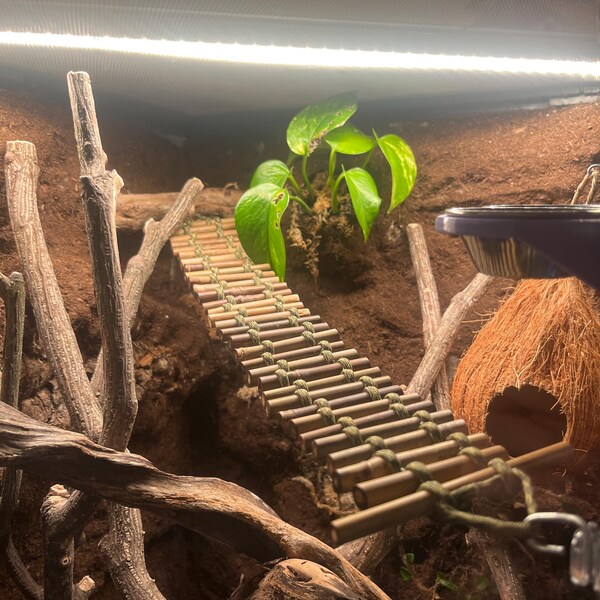 Bamboo Bridge - 2.5" Width - (perfect for Young Crested Geckos, Tree ...