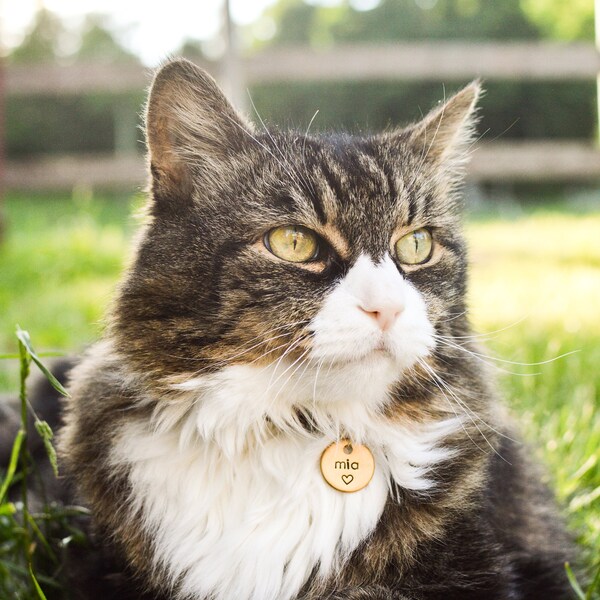 Cat Tag, Cat ID Tag, Small Pet Tag, Cat Name Tag, Microchipped Tag ...