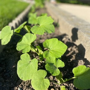HEAVEN BLUE MILKWEED Tweedia Seeds Rare Blue Milkweed / Blue Milkweed ...