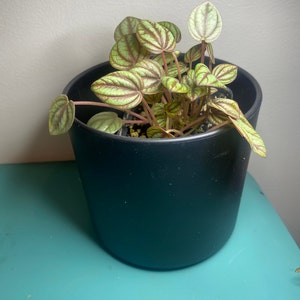 Begonia monica - Etsy