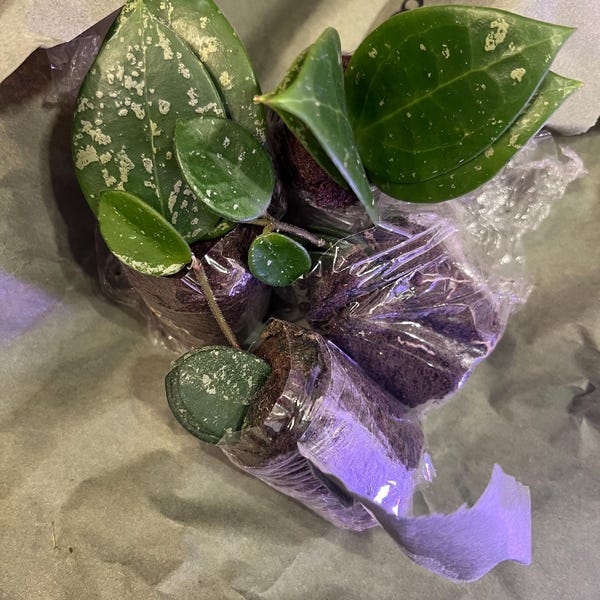 VAT Pulsar African Violet Starter Plant (ALL Starter PLANTS Require You ...