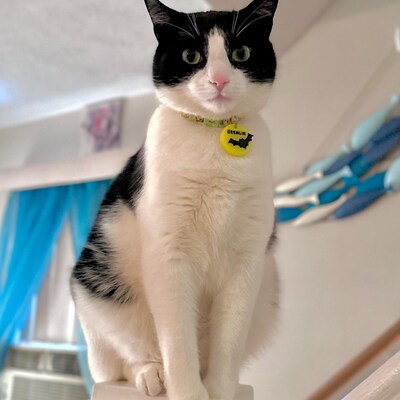 Unique Gothic Pet ID Tags With 'microchipped' Charm, Custom Dog Tag ...