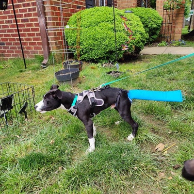 The Happy Tail Guard. VET APPROVED Tail Protection for Your Dog. Helps ...