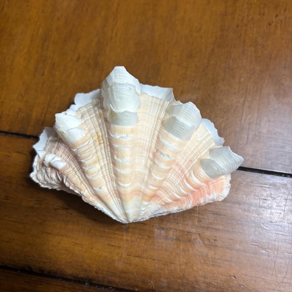 Extra Large Giant Clam Shell MATCHING PAIR Very Very Rare Unique Real ...
